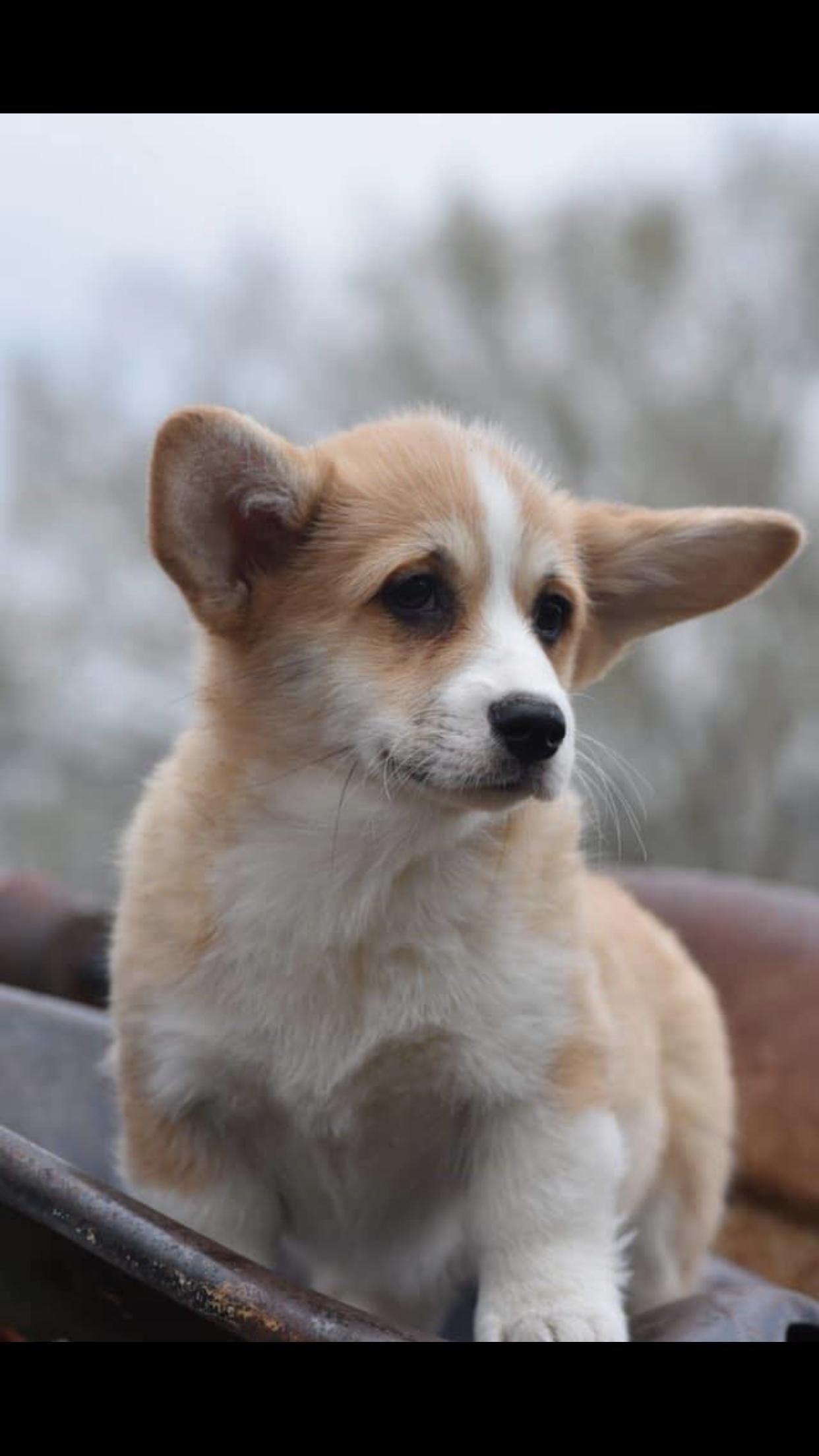 Cadenza Corgis in Kansas | Pembroke Welsh Corgi puppies | Good Dog