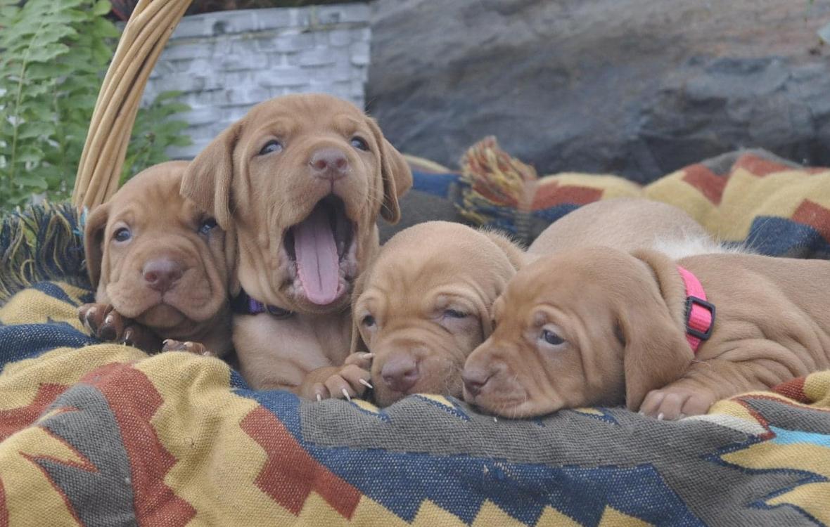 Kaylee’s Vizslas in Iowa | Vizsla puppies | Good Dog