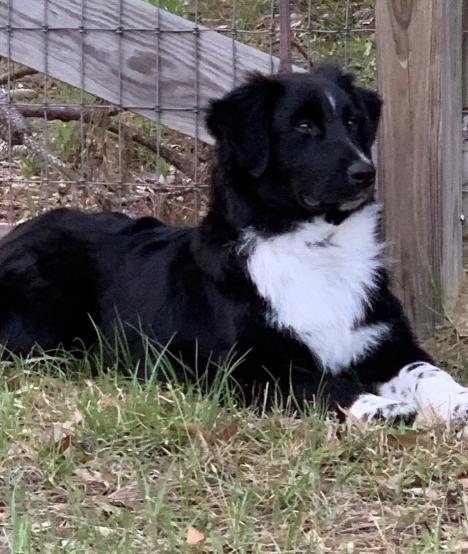 Stormy Kennels in Colorado | Australian Shepherd puppies | Good Dog