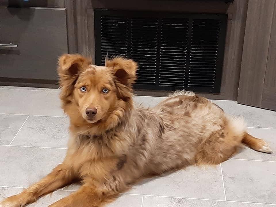 S & E Delightful Aussies in Texas | Australian Shepherd puppies | Good Dog