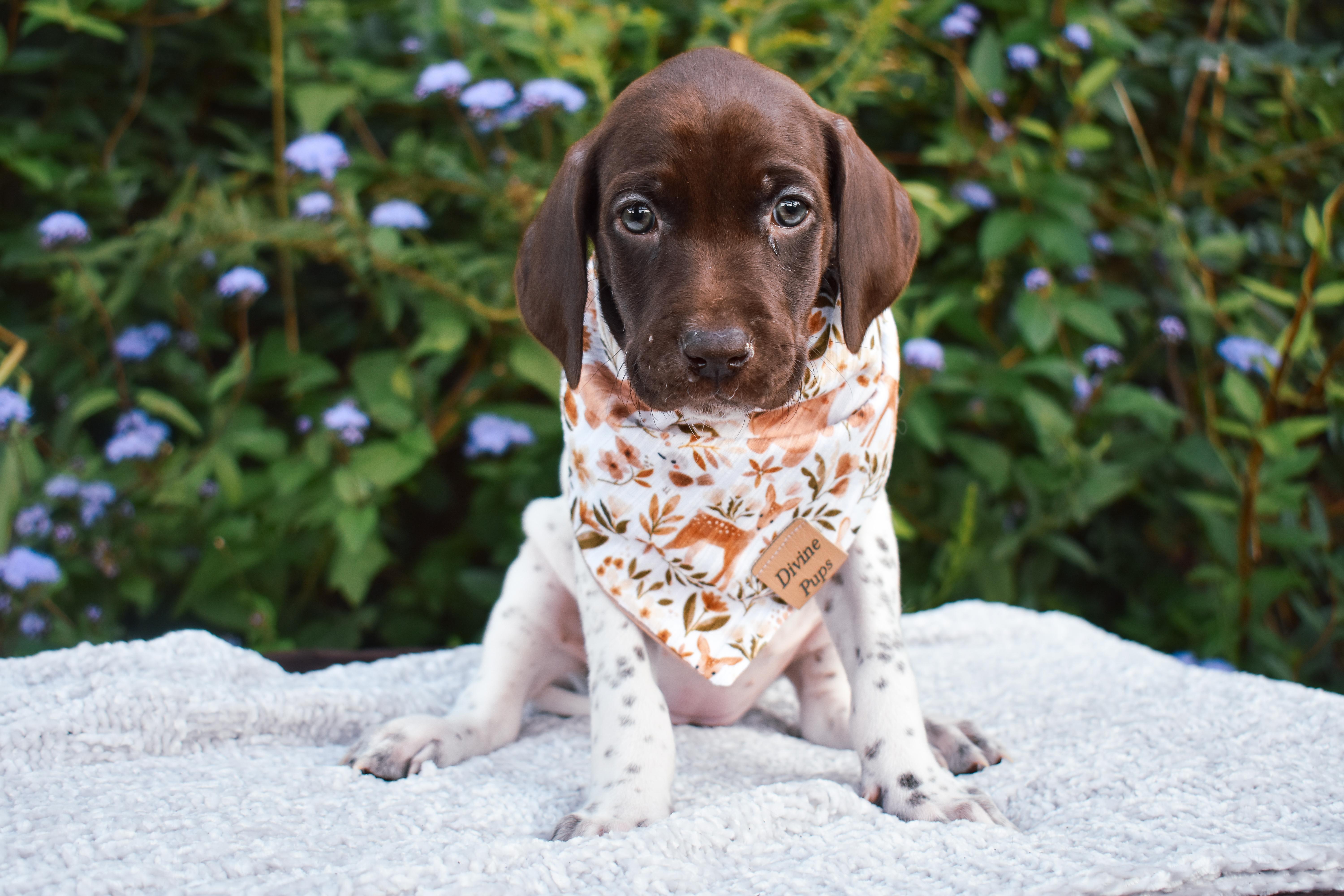 Foxtail Hollow in North Carolina | German Shorthaired Pointer ...