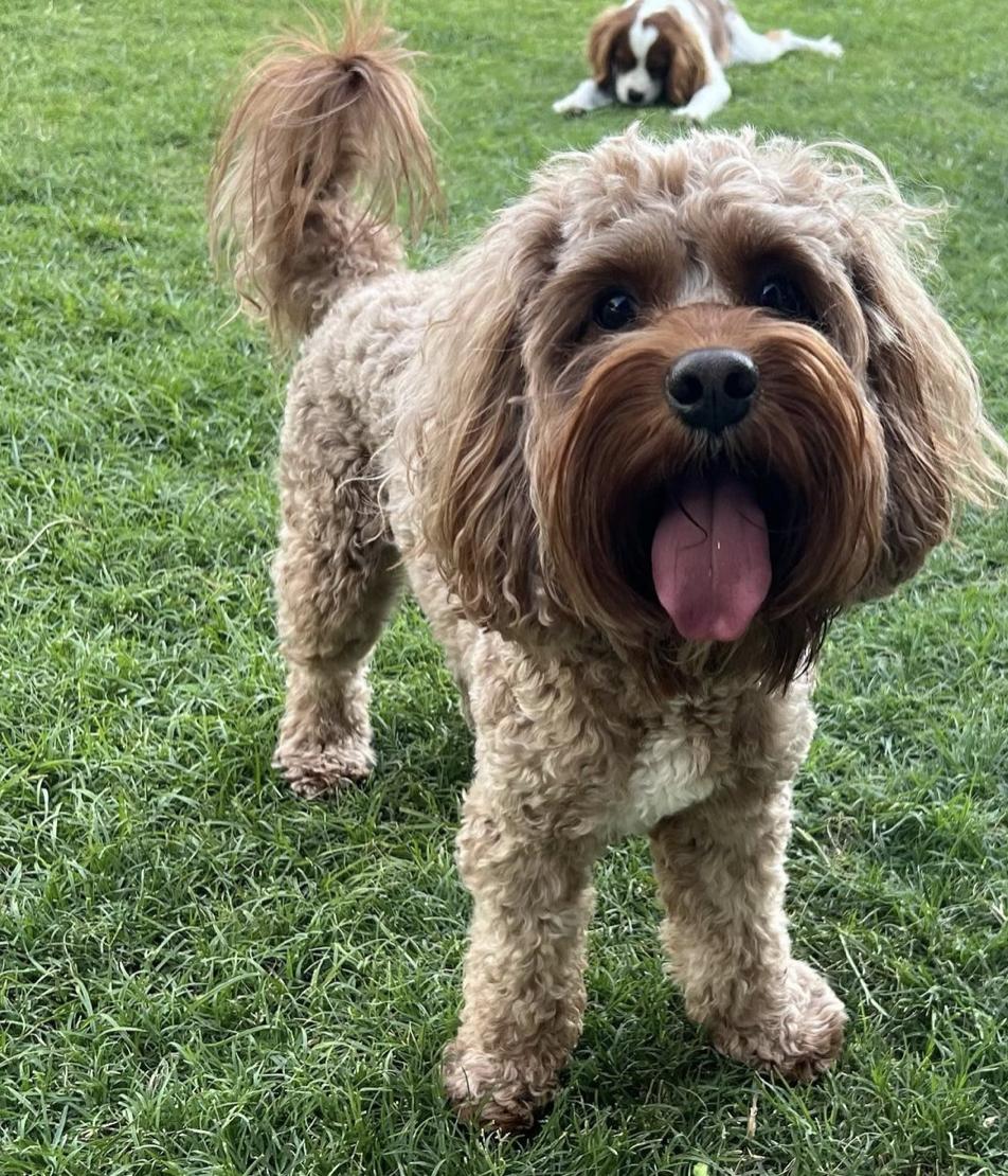 Dashing Dogs in Arizona | Cavapoo puppies | Good Dog