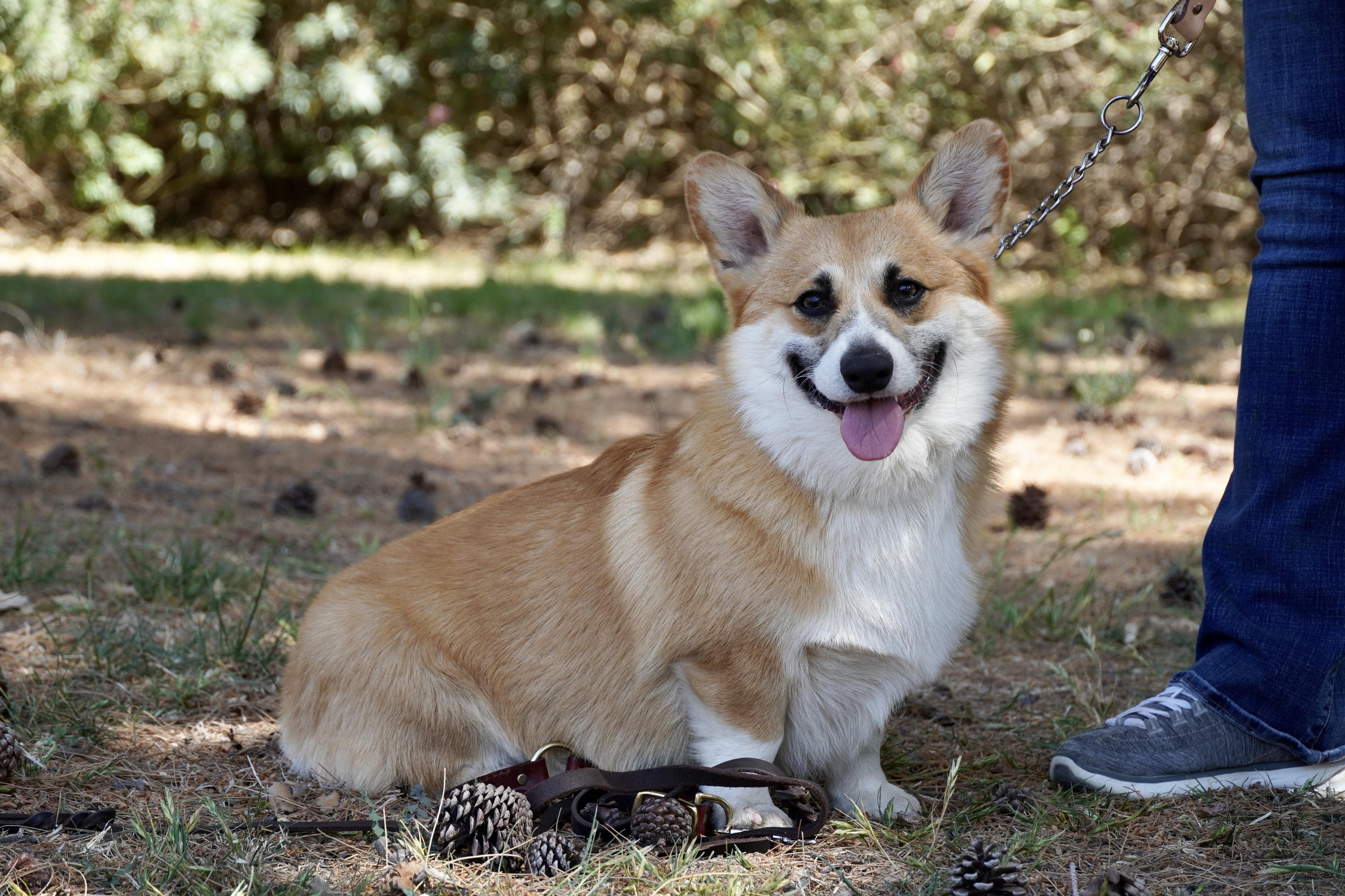 Dragon Ridge Corgis in New Mexico | Pembroke Welsh Corgi puppies | Good Dog