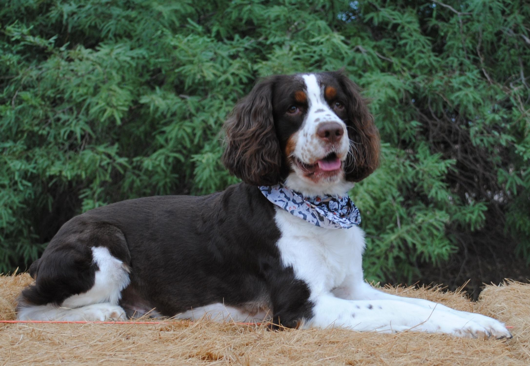 IV Springers of California in California | English Springer Spaniel ...