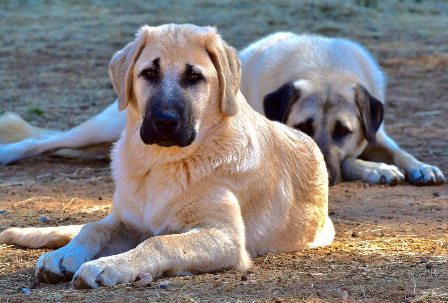 Amerikan Anatolians in California | Anatolian Shepherd Dog puppies ...