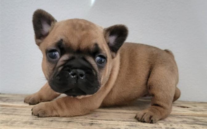 Red Ember Frenchies in Wisconsin | French Bulldog puppies | Good Dog
