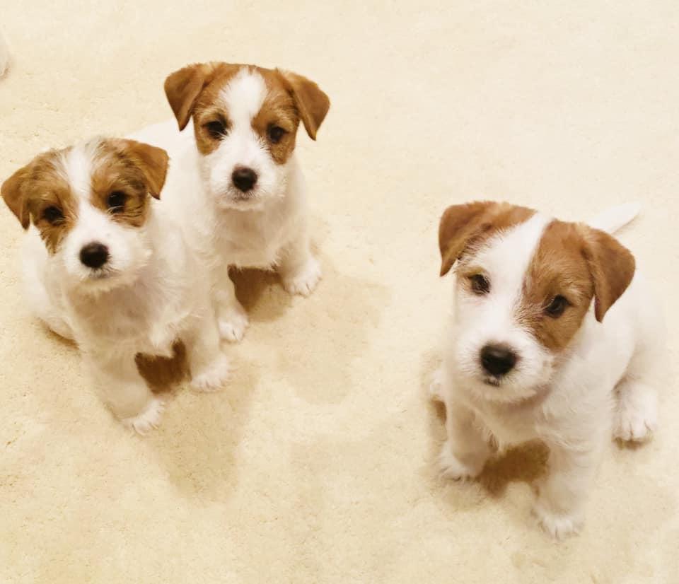 Chardonnay Russells in California | Russell Terrier puppies | Good Dog