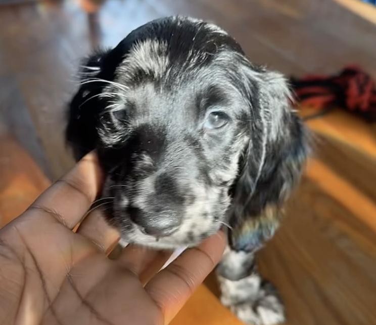 Dox&Kosh in New York | Dachshund puppies | Good Dog