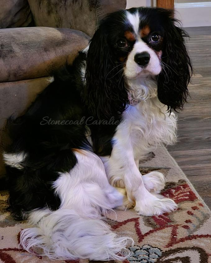 Stonecoal Cavaliers in West Virginia | Cavalier King Charles Spaniel ...
