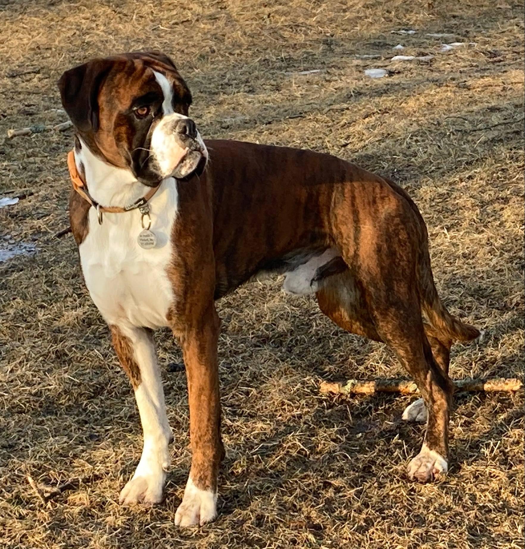 Gail's Boxers in Maine | Boxer puppies | Good Dog