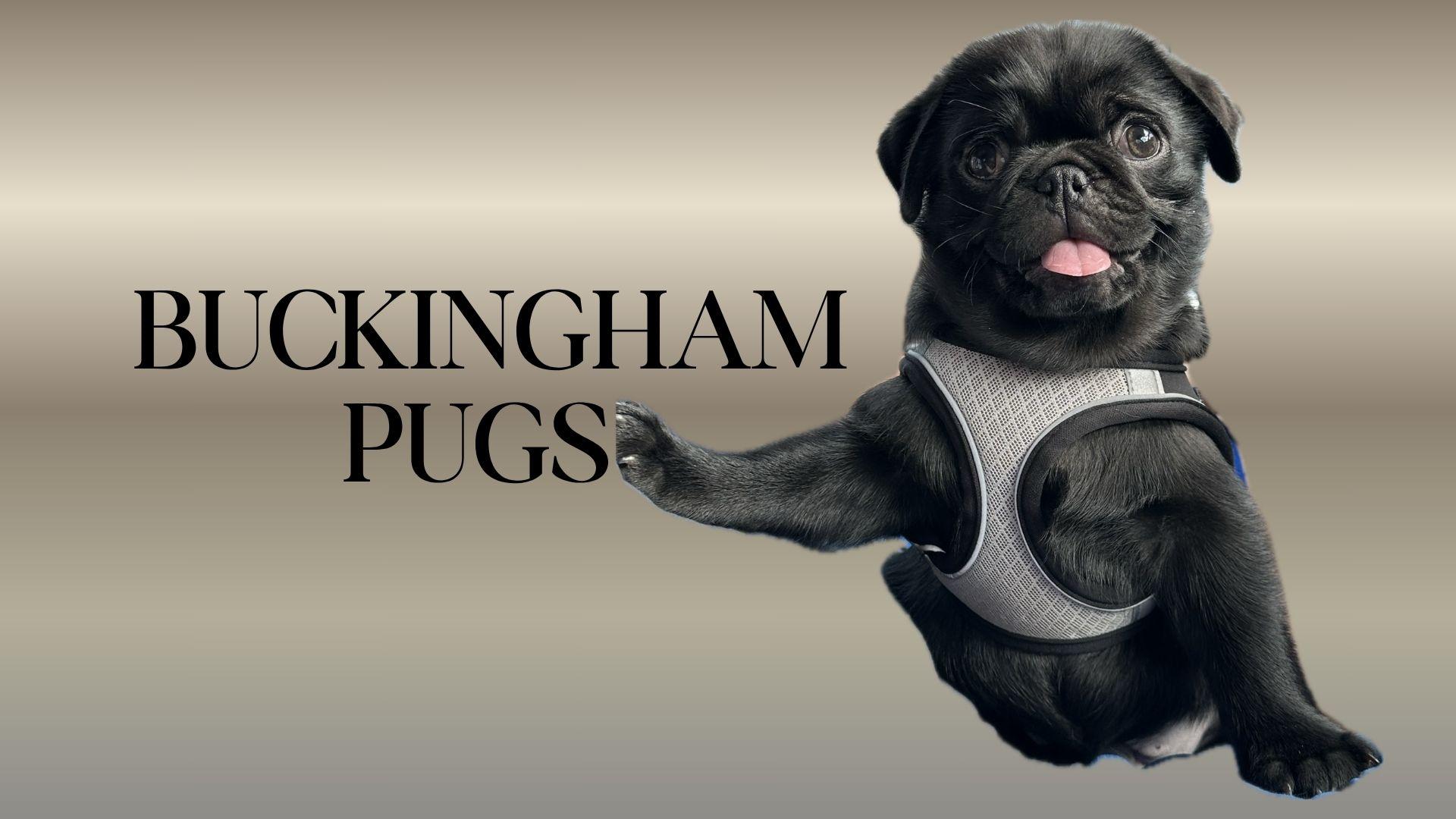 Buckingham Pugs of Alabama in Alabama | Pug puppies | Good Dog