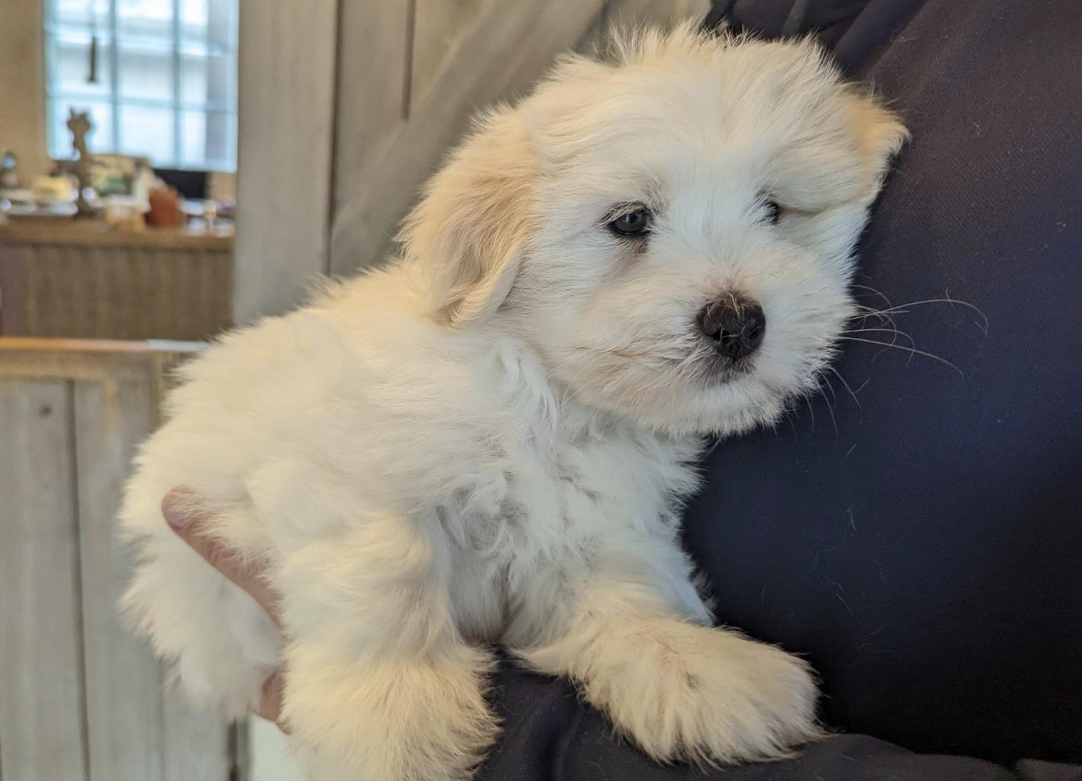 Sweet and Fun Cotons in Florida | Coton de Tulear puppies | Good Dog