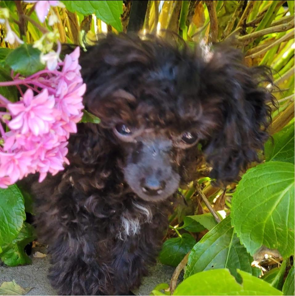 Shelia's Pups in Oregon | Poodle and Yorkshire Terrier puppies | Good Dog