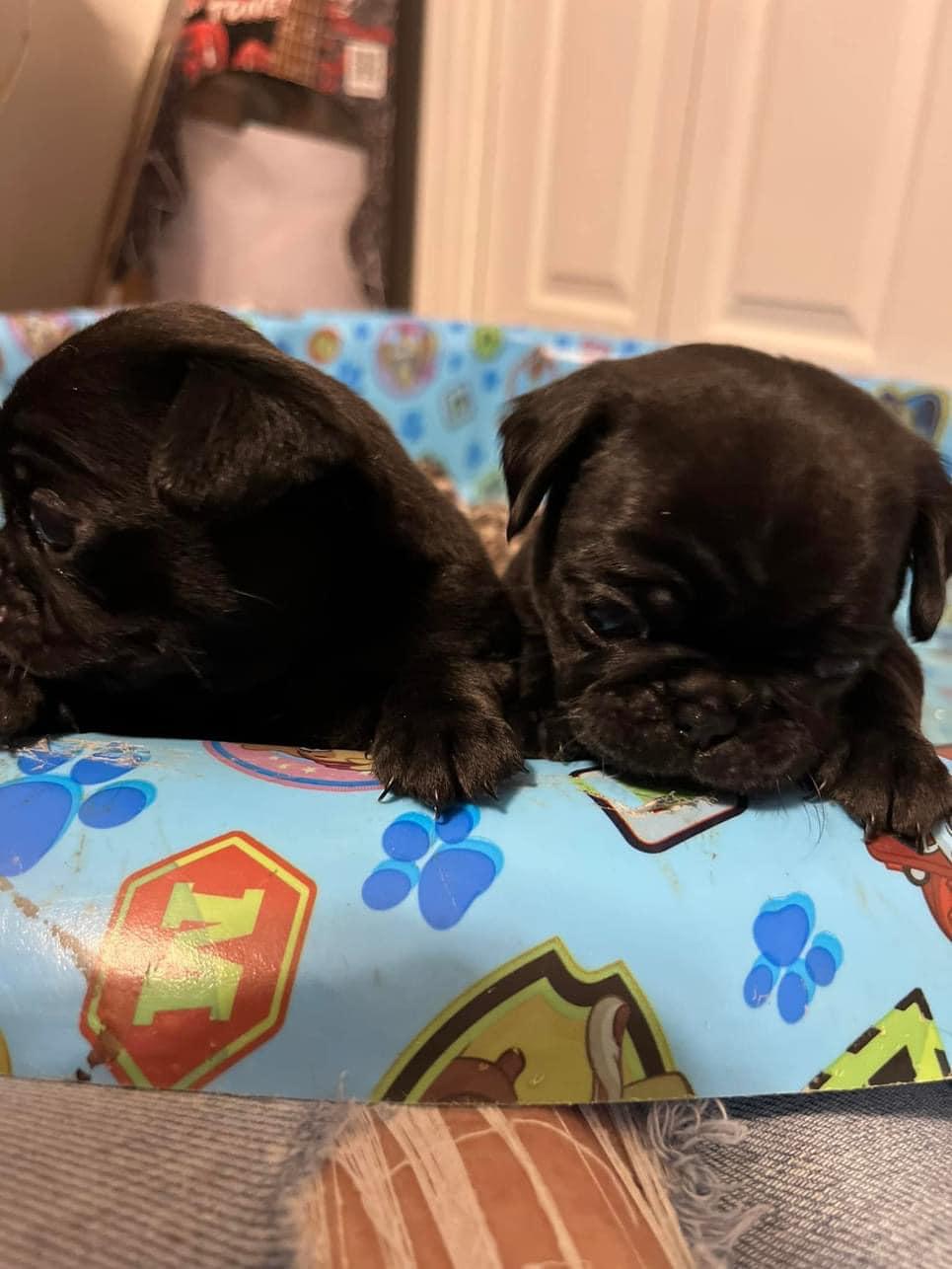 The Painted Pug in Alabama | Pug puppies | Good Dog