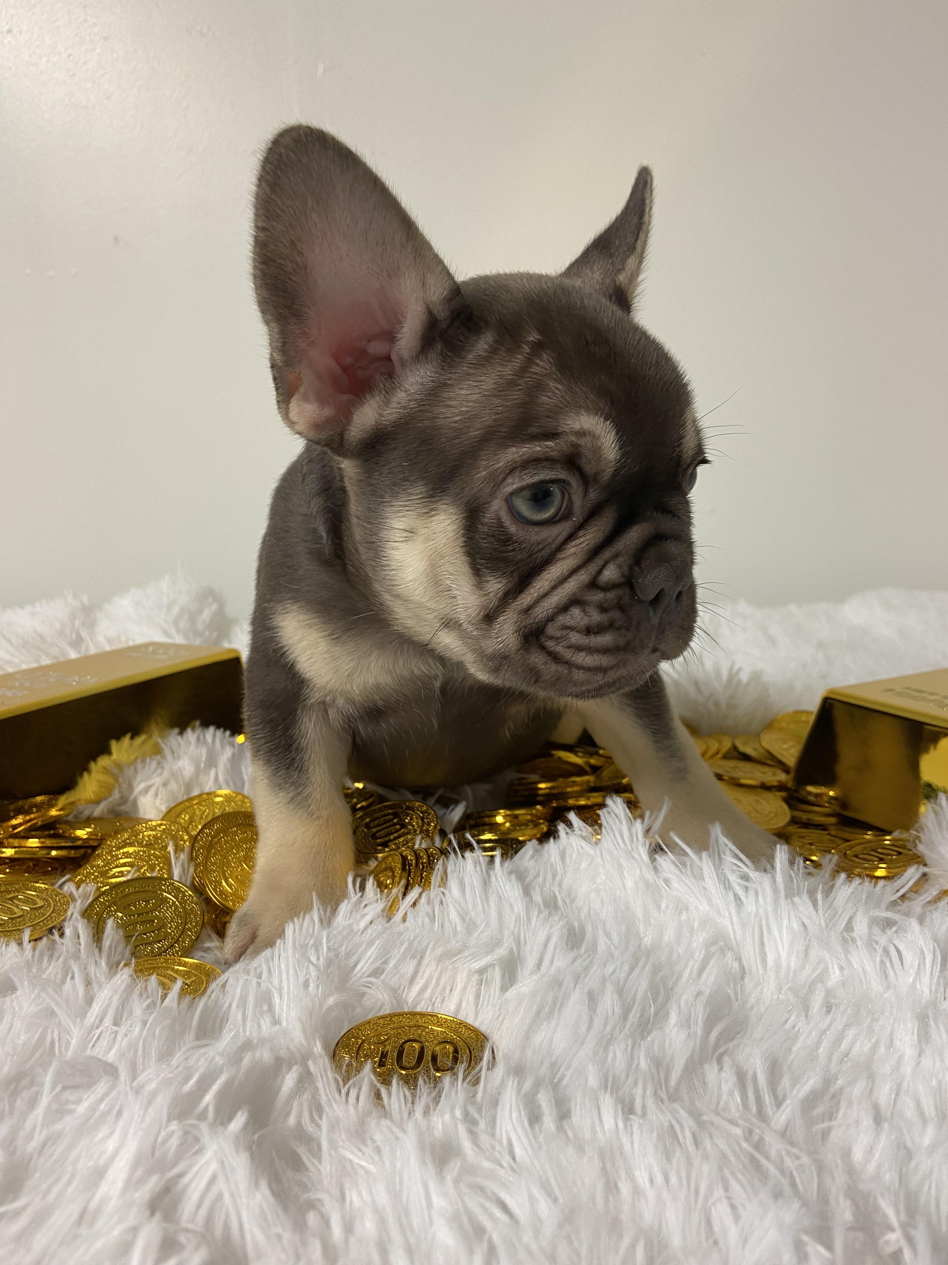 Gold Standard Frenchies in Missouri | French Bulldog puppies | Good Dog