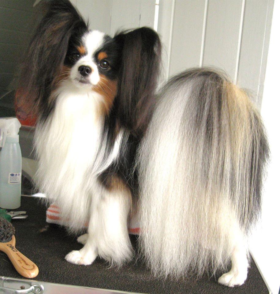 Draco Papillons in North Carolina | Papillon puppies | Good Dog
