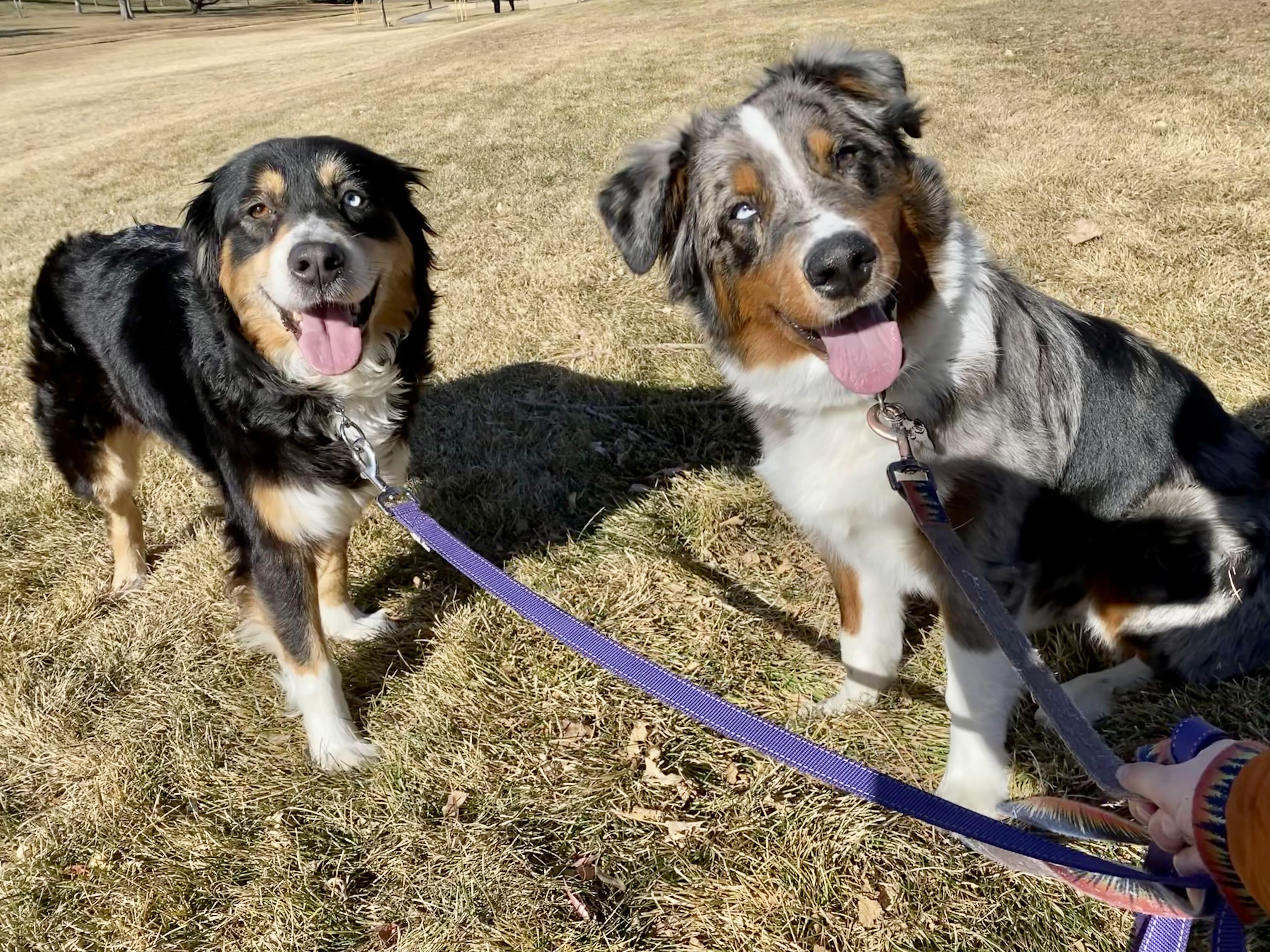 5280 Australian Shepherd in Colorado | Australian Shepherd puppies ...