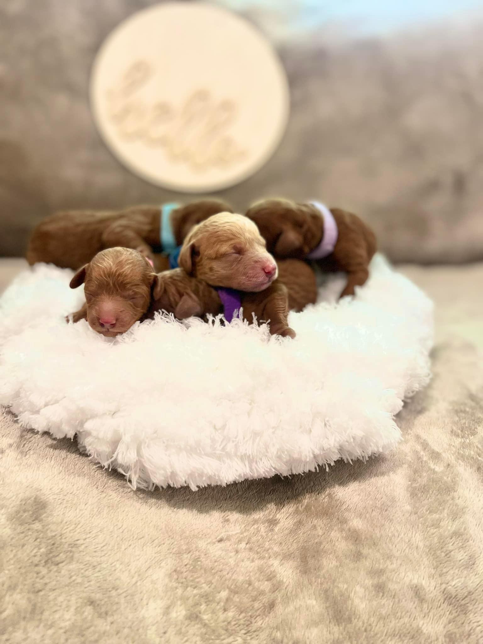 Desert Mountain Doodles in Utah | Labradoodle puppies | Good Dog