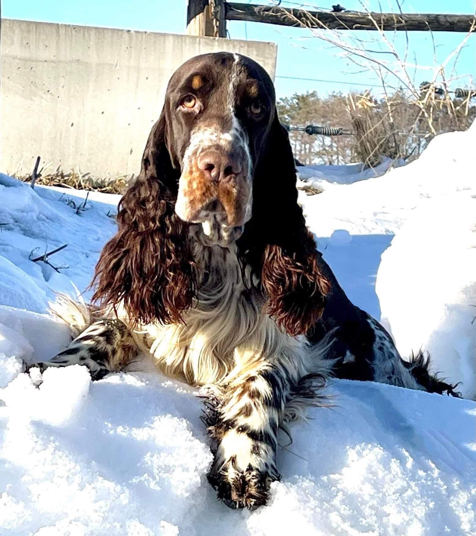 Springer Hills Farm in Wisconsin | English Springer Spaniel puppies ...