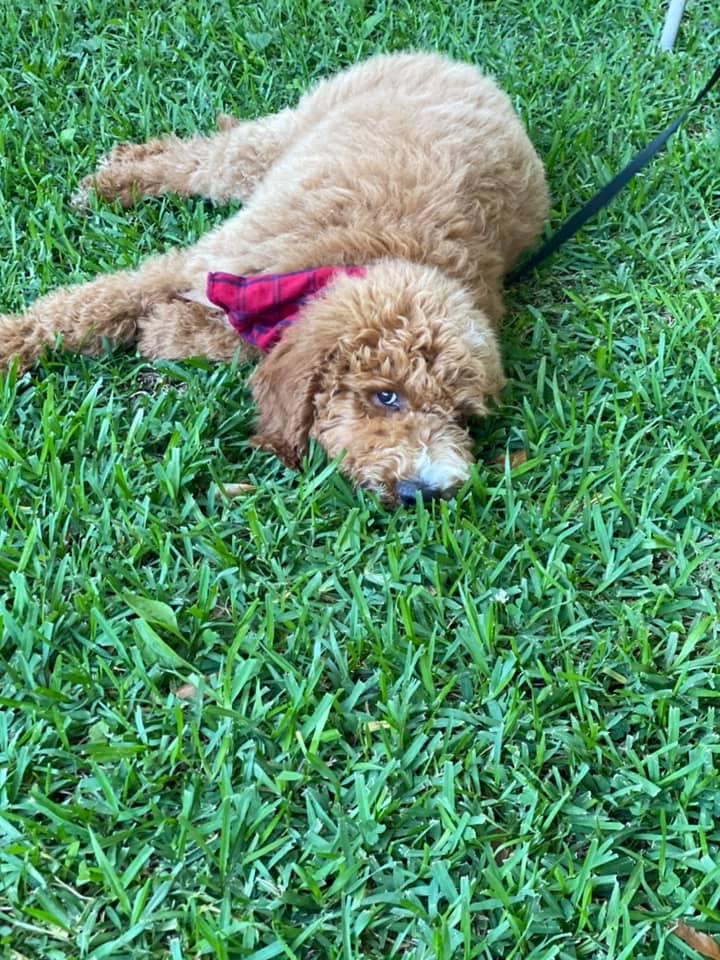 Southern Bred Doodles in Georgia | Goldendoodle puppies | Good Dog