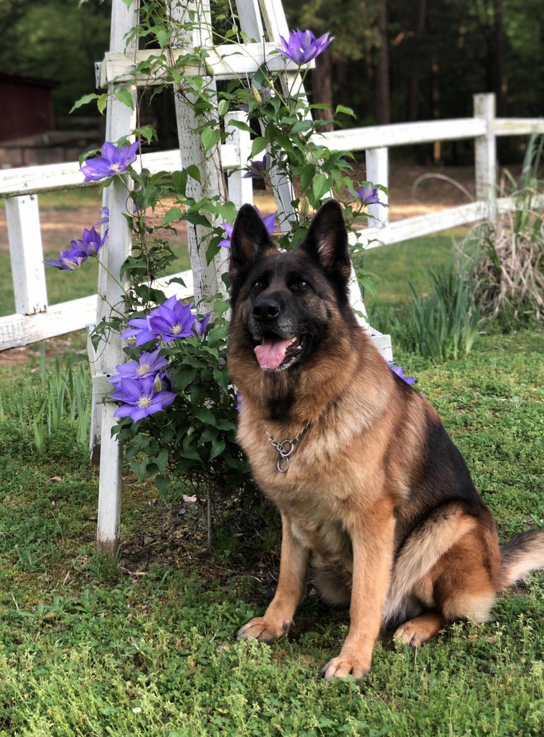Dixonhill German Shepherds in Mississippi | German Shepherd puppies ...