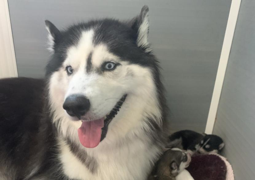 Siberian Husky Wolly in Florida | Siberian Husky puppies | Good Dog