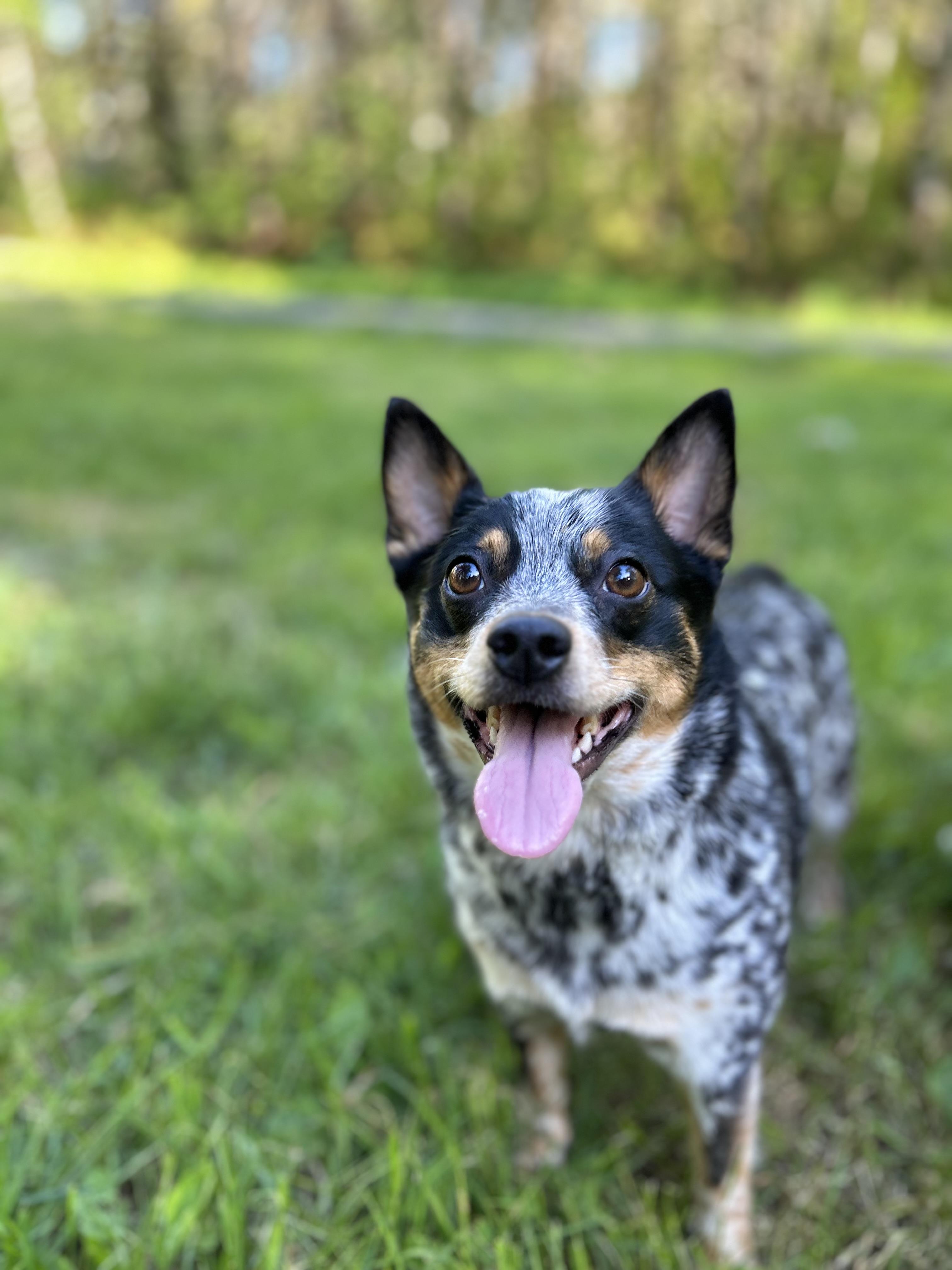 Beam’s Cowboy Corgi’s in Oregon | Companion Cross puppies | Good Dog