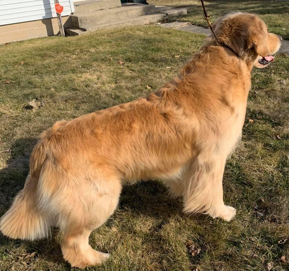 Sunwind Golden Retrievers in Michigan | Golden Retriever puppies | Good Dog