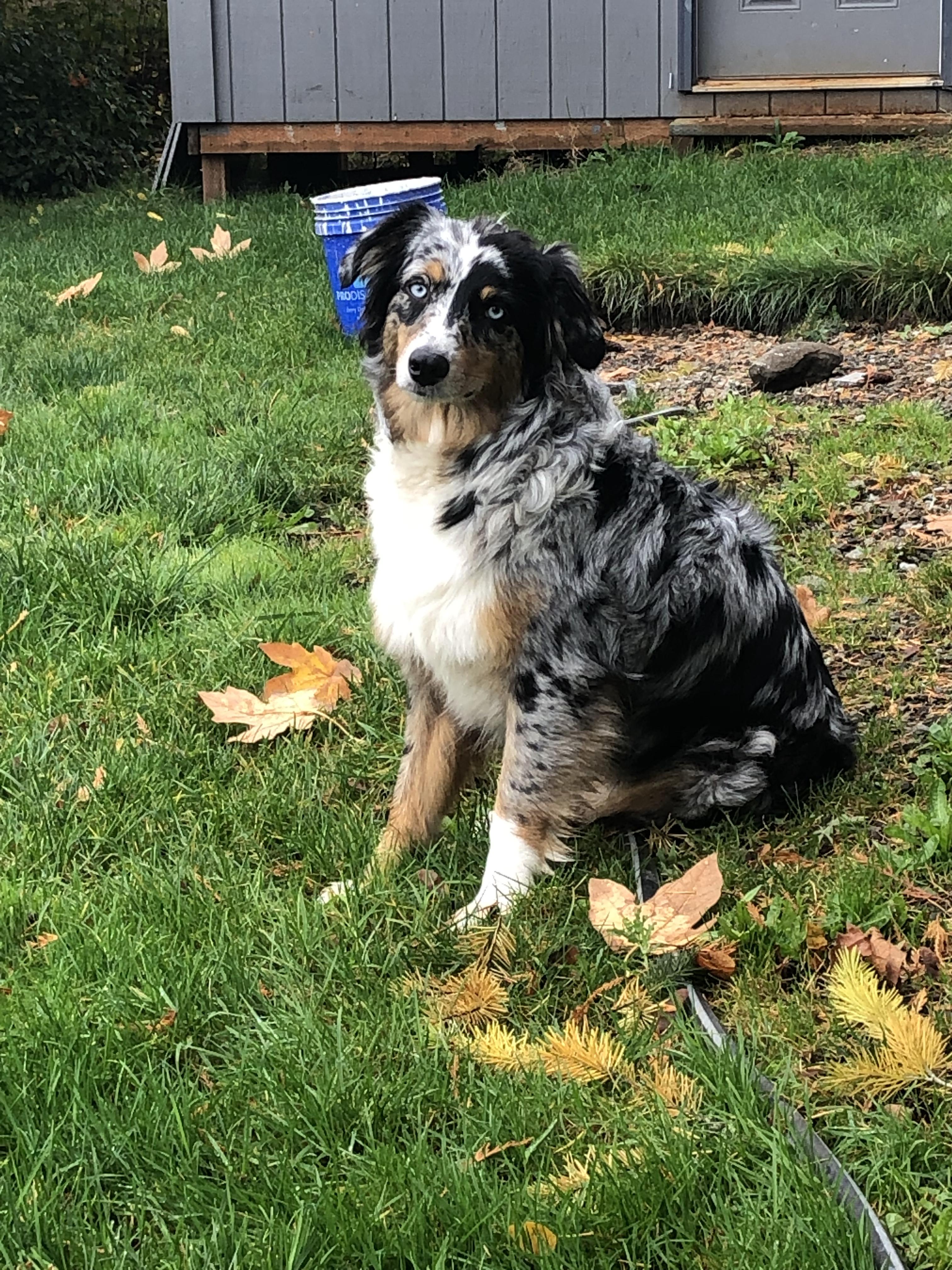 A&D Australian Shepherds in Oregon | Australian Shepherd puppies | Good Dog