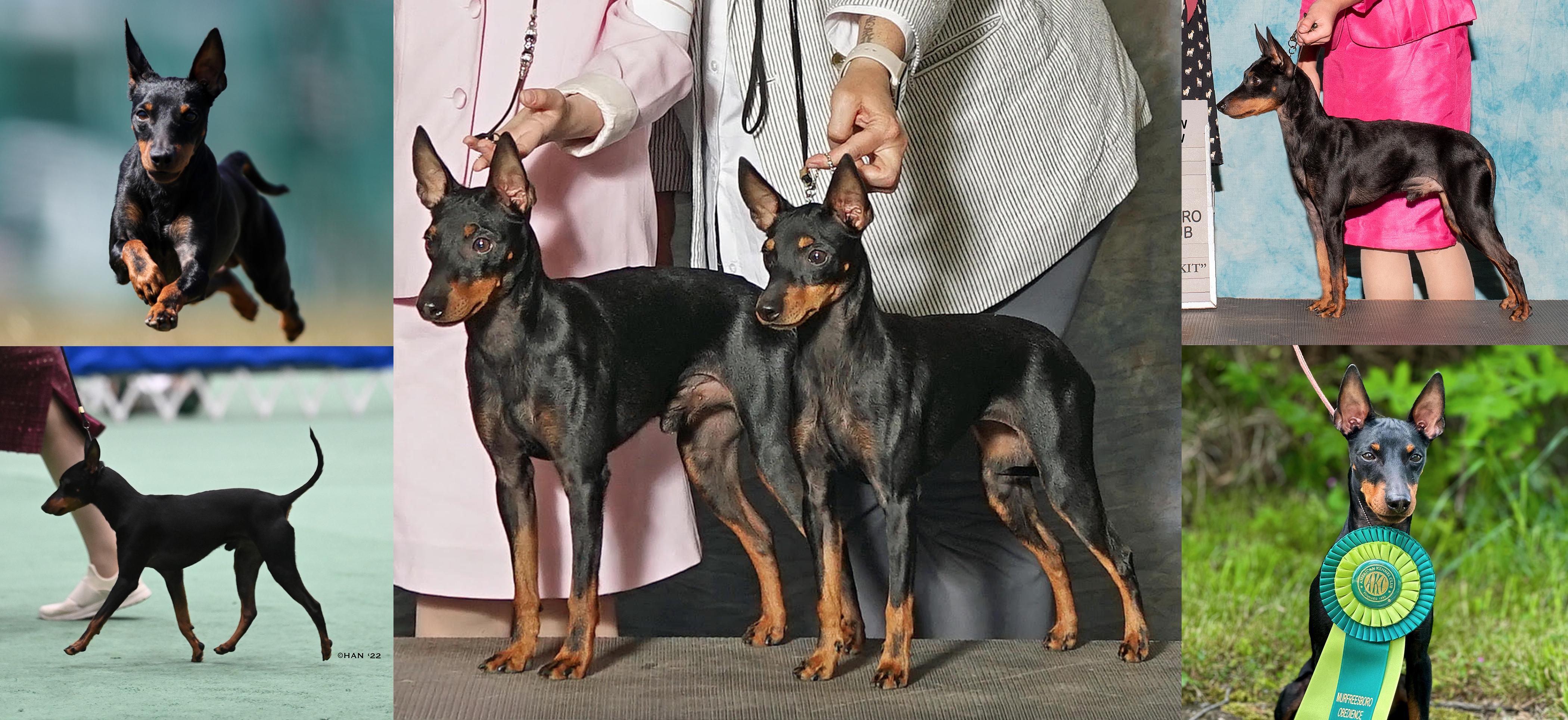 Painterly Toy Manchester Terriers in Tennessee | Manchester Terrier ...