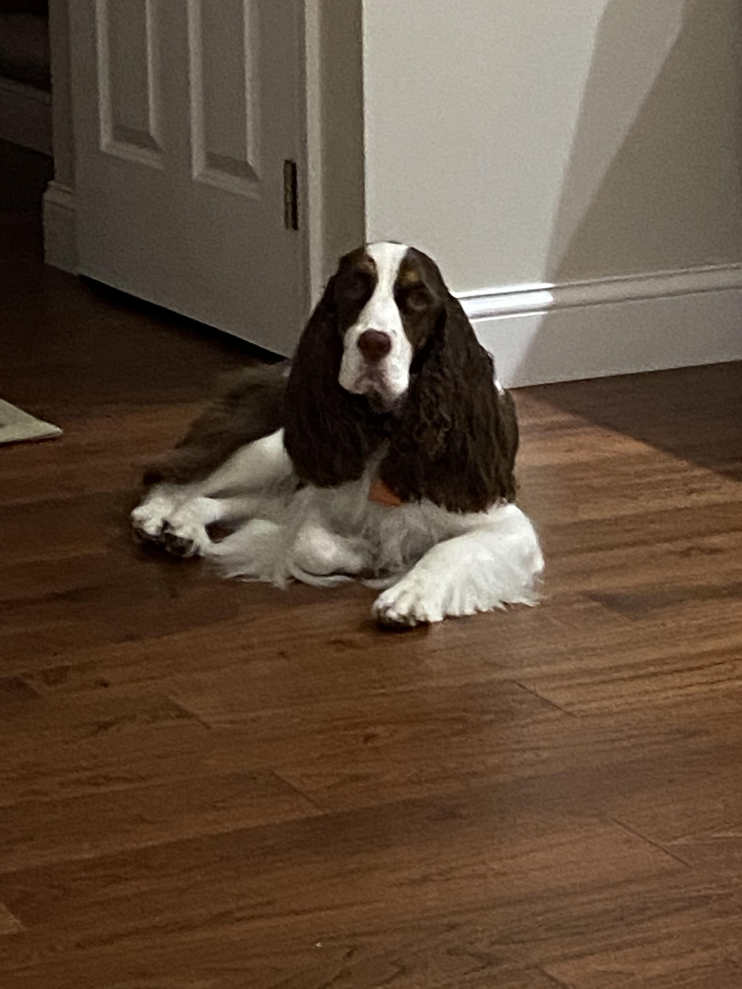 DESK Springer Spaniels in Michigan | English Springer Spaniel puppies ...