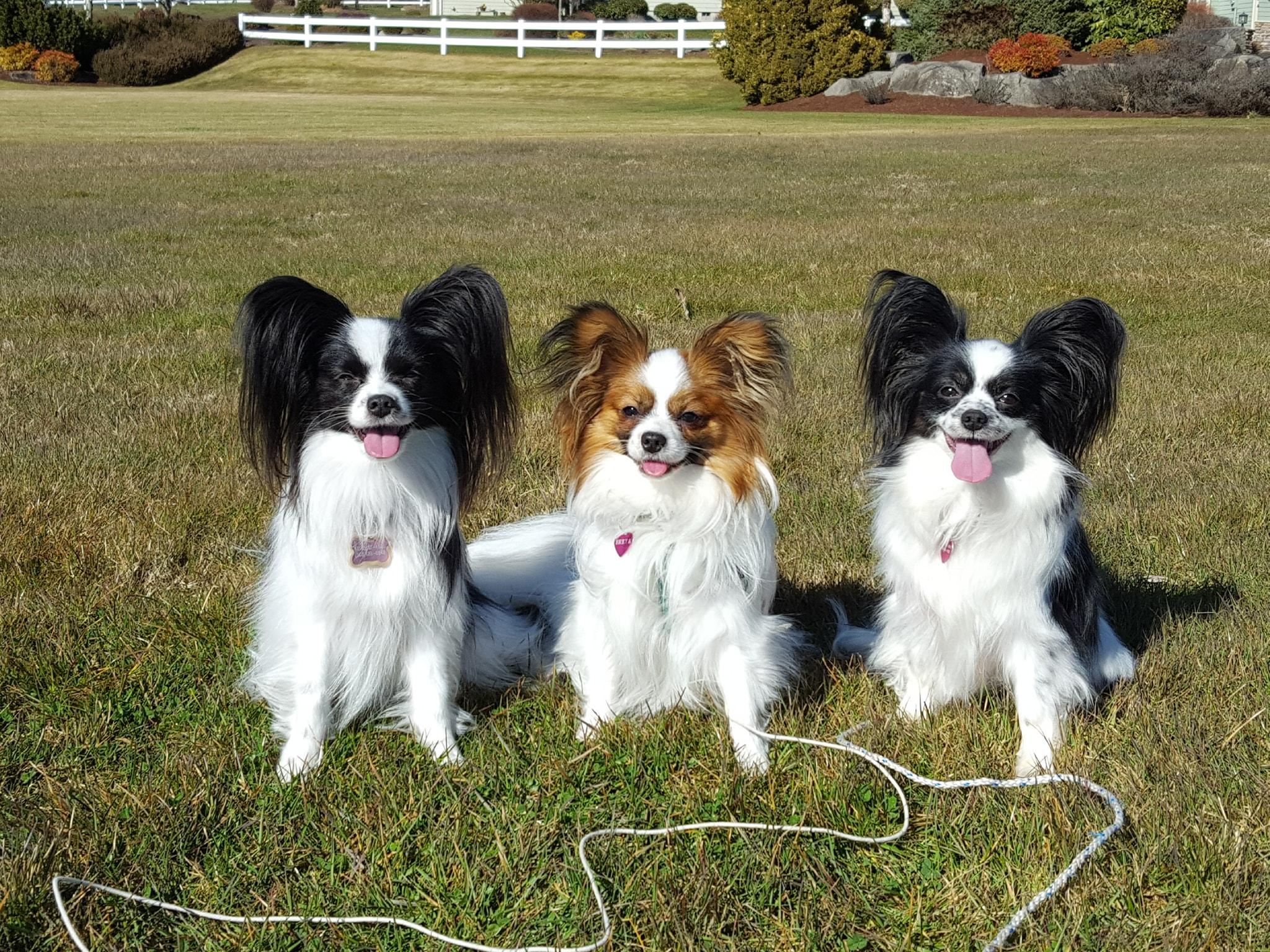 Fleur Royale Papillons in Washington | Papillon puppies | Good Dog