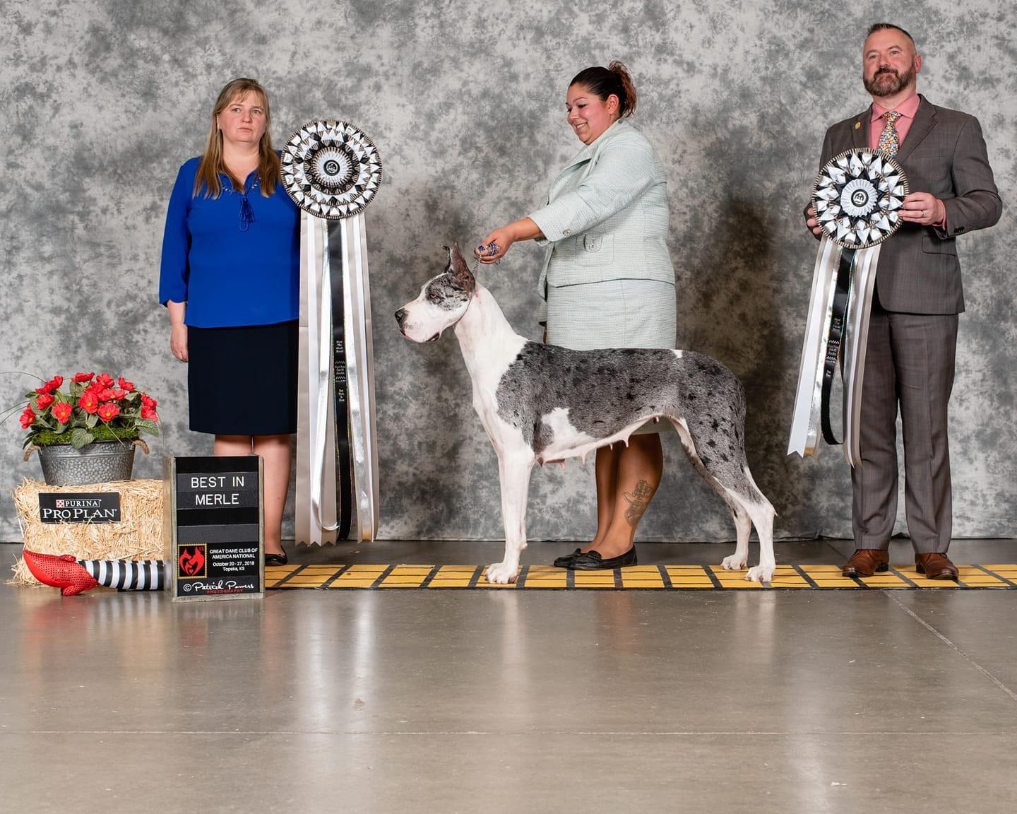 Dane Dreamin’ in Arizona | Great Dane puppies | Good Dog