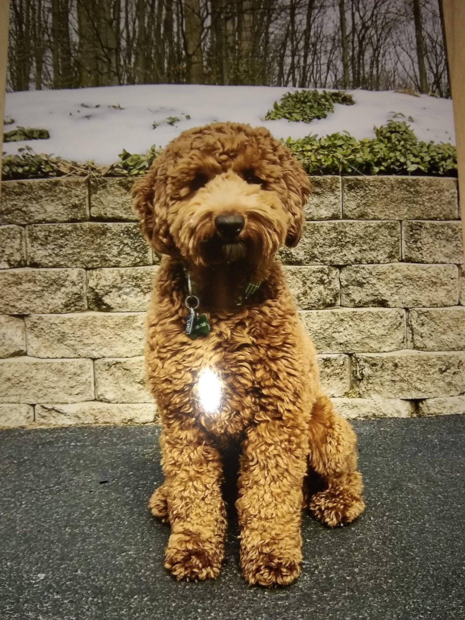 River City Doodles in Michigan | Goldendoodle puppies | Good Dog