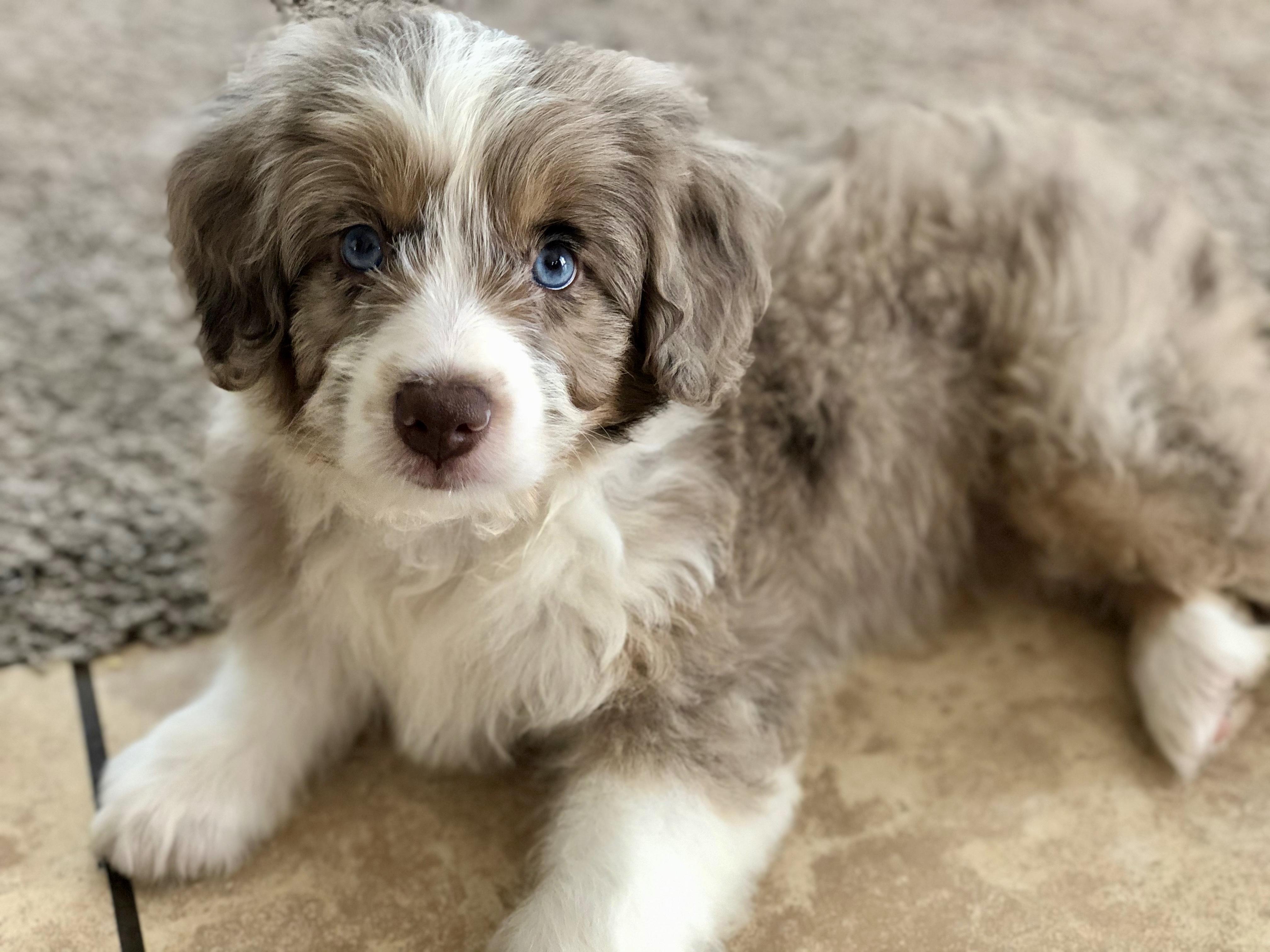 Aussie Doodles Arizona in Arizona | Aussiedoodle puppies | Good Dog