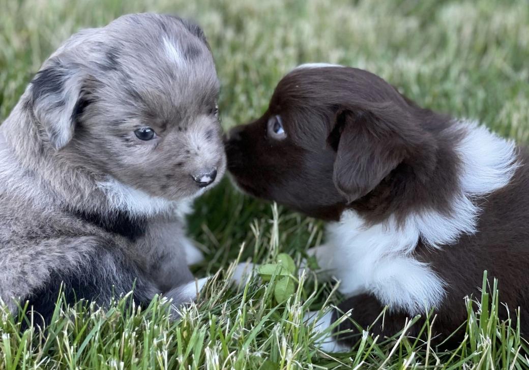 Yaw's Mini Aussies in Oregon | Miniature Australian Shepherd puppies ...