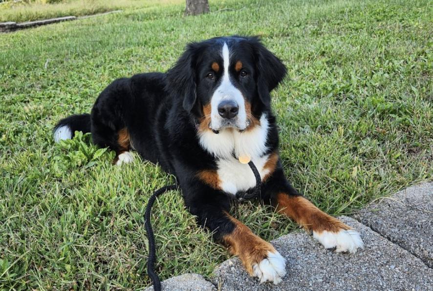 MadKnight Farms Bernese in New Jersey | Bernese Mountain Dog puppies ...