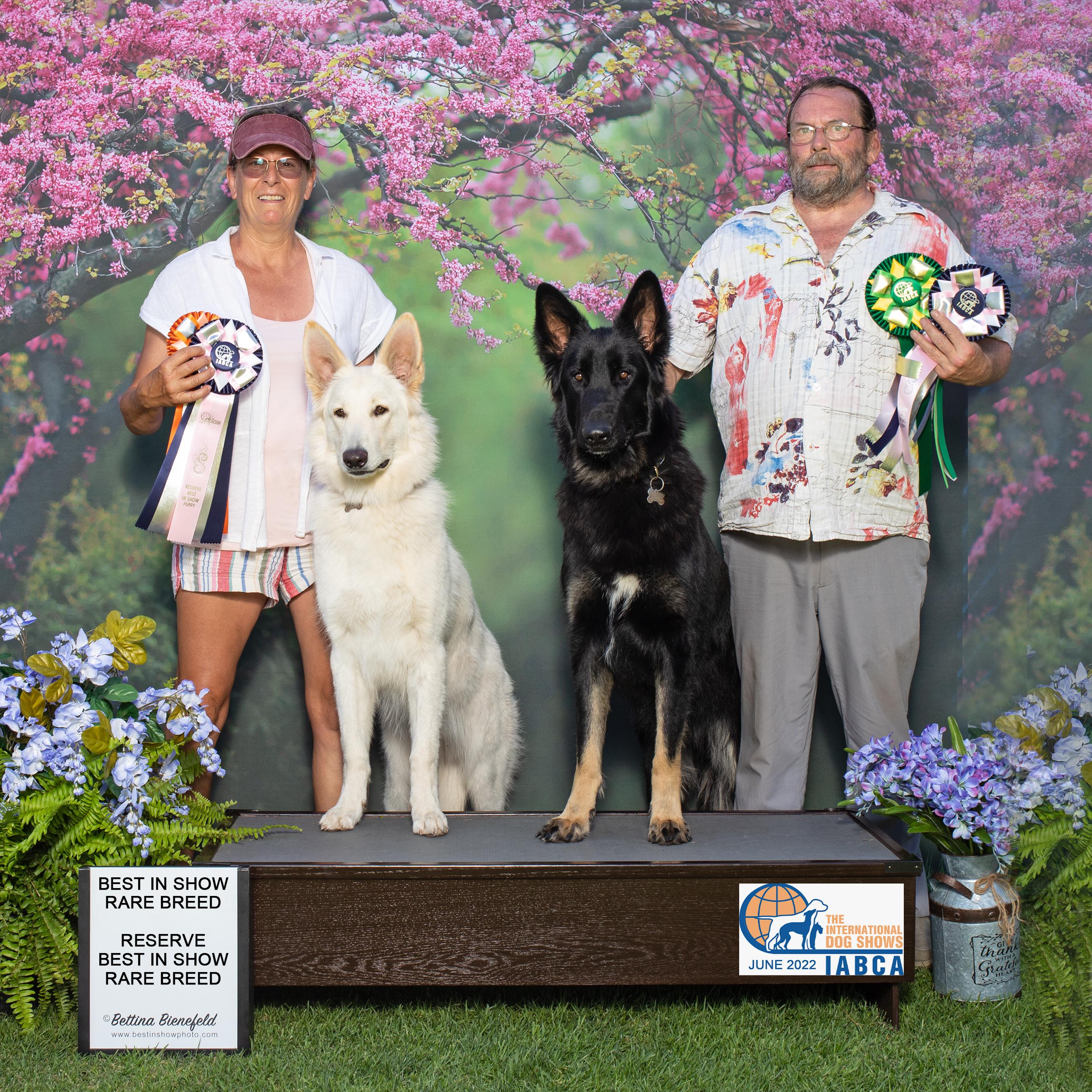 Stunning Shiloh Shepherds in California | Shiloh Shepherd puppies ...