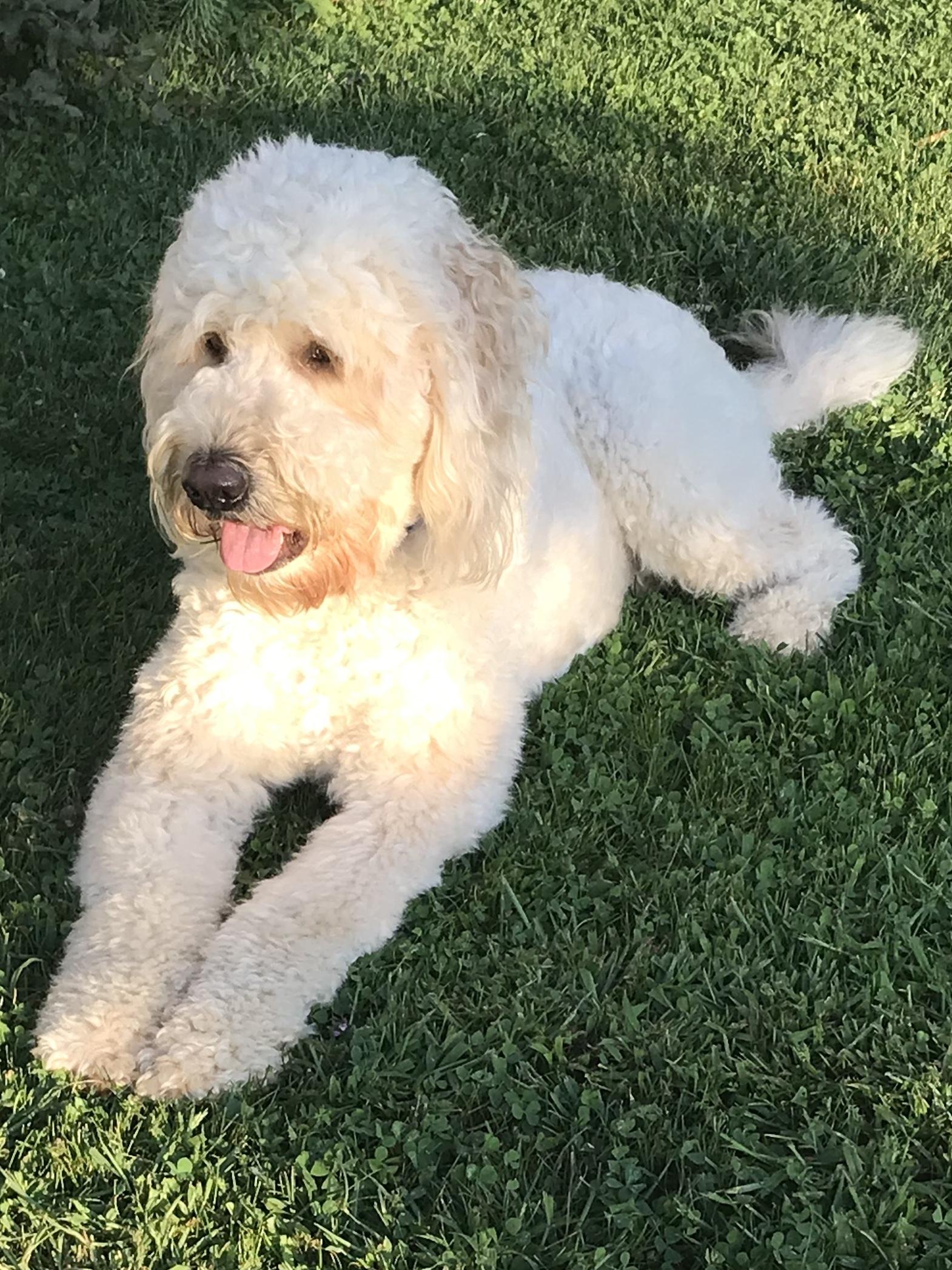 Valleydayle Doodles and Wheatens in Ohio | Goldendoodle, Soft Coated ...
