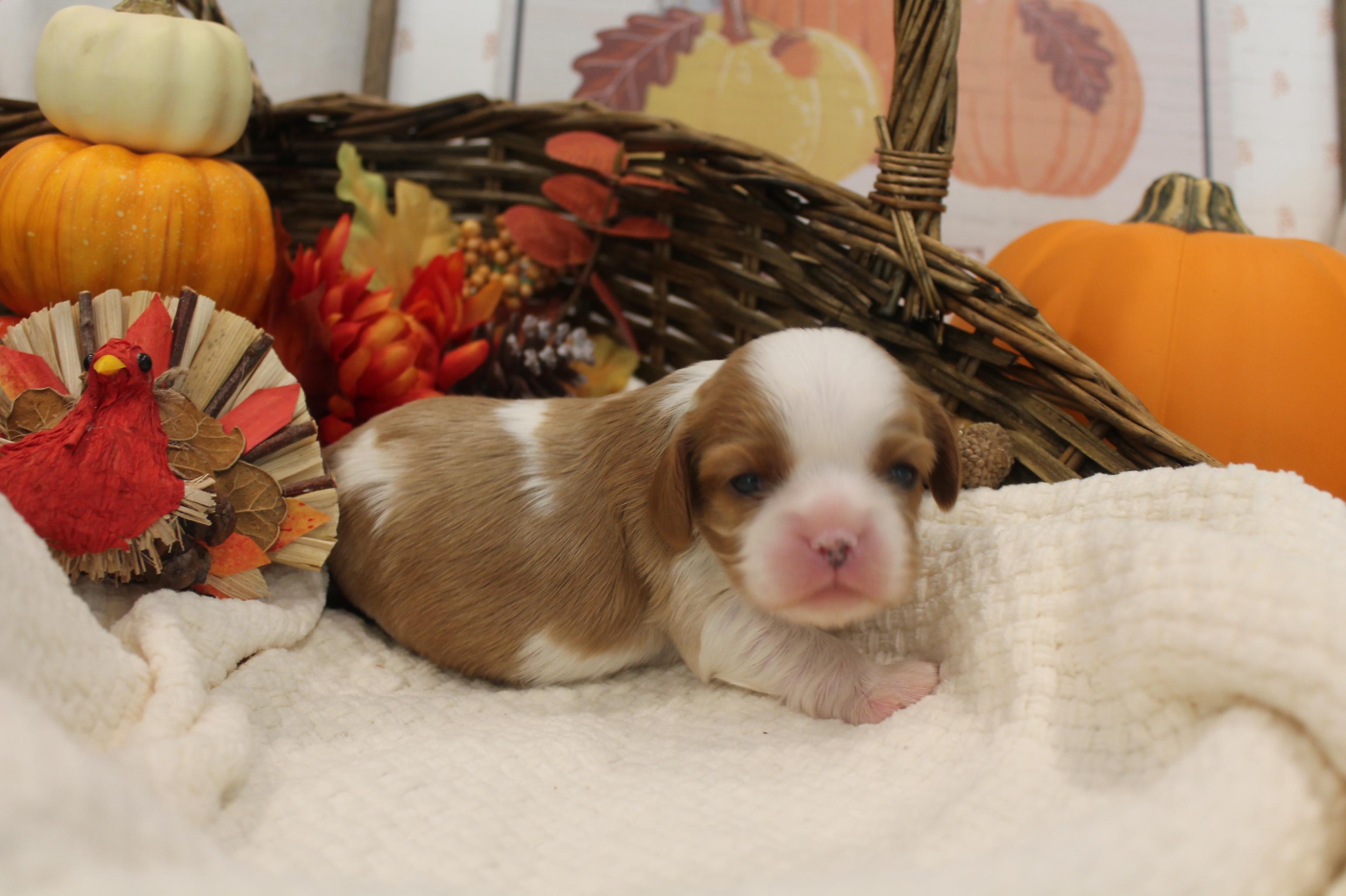 Noble Ridge Cavaliers in Oregon | Cavalier King Charles Spaniel puppies ...