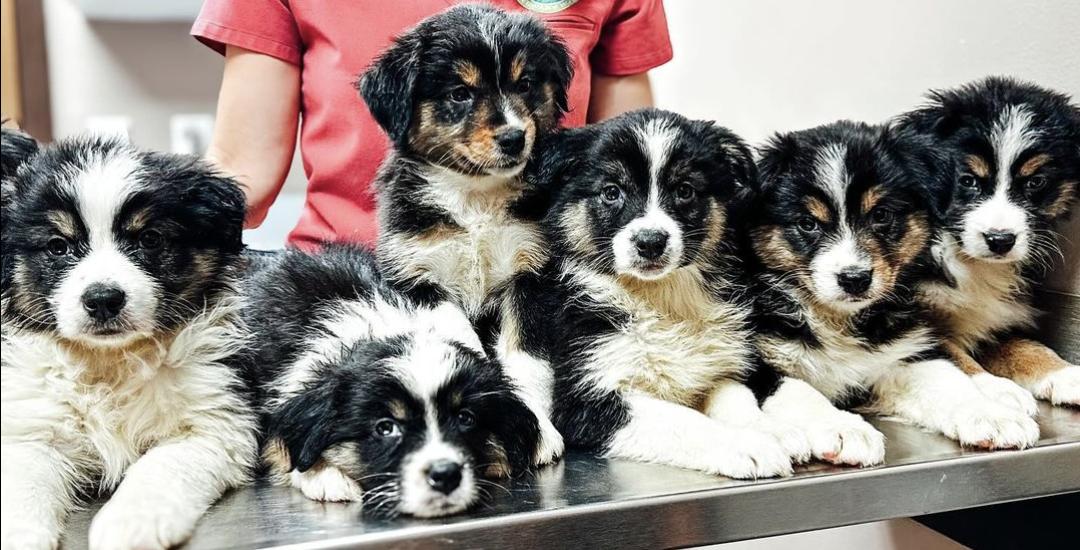 Cheyenne Mountain Aussies in Colorado | Australian Shepherd puppies ...