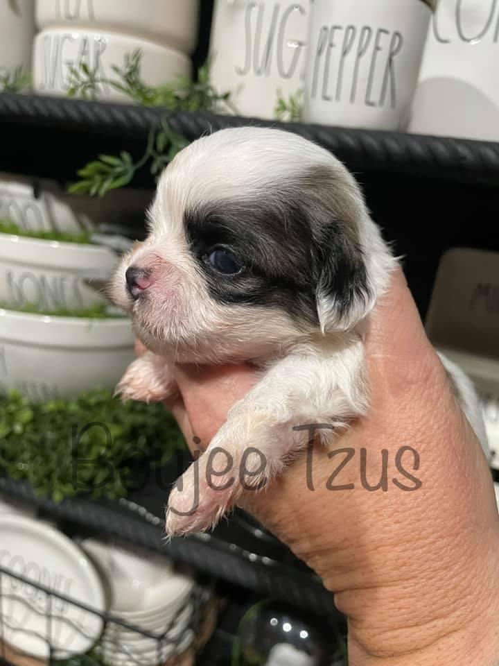 Boujee Tzus in California | Shih Tzu puppies | Good Dog