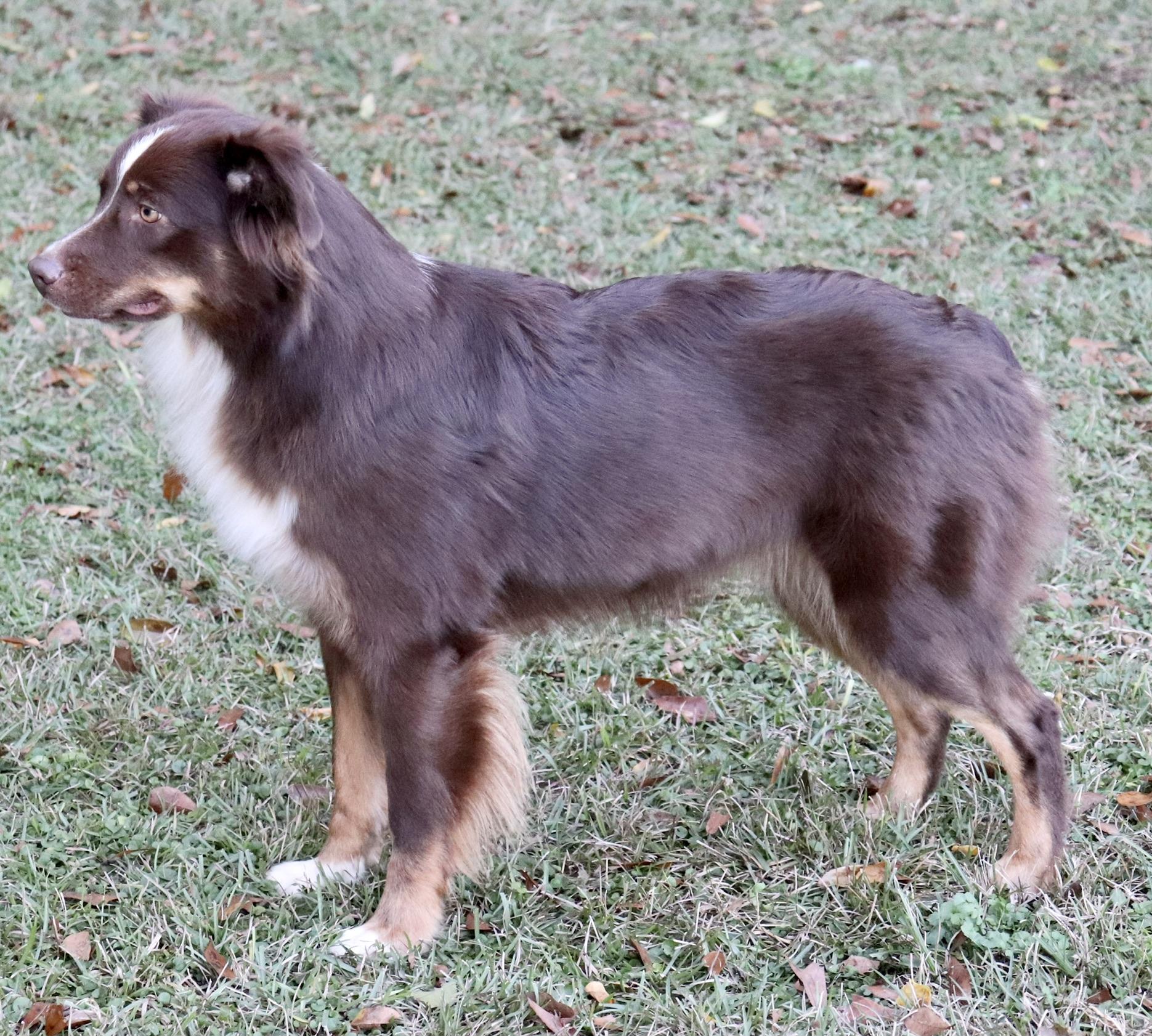 Kay & Tay’s Mini Aussies in Alabama | Miniature Australian Shepherd ...