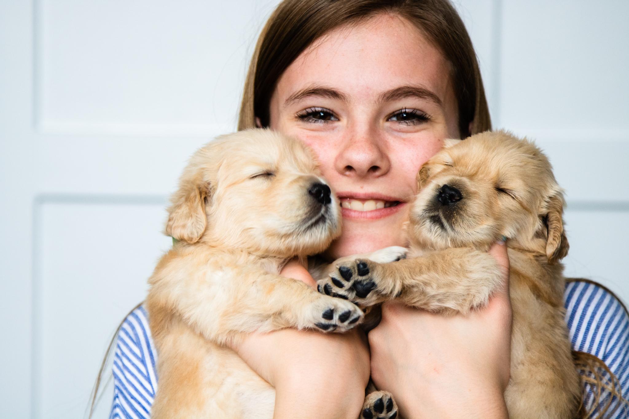 Cascade Pups in Utah | Golden Retriever and Goldendoodle puppies | Good Dog