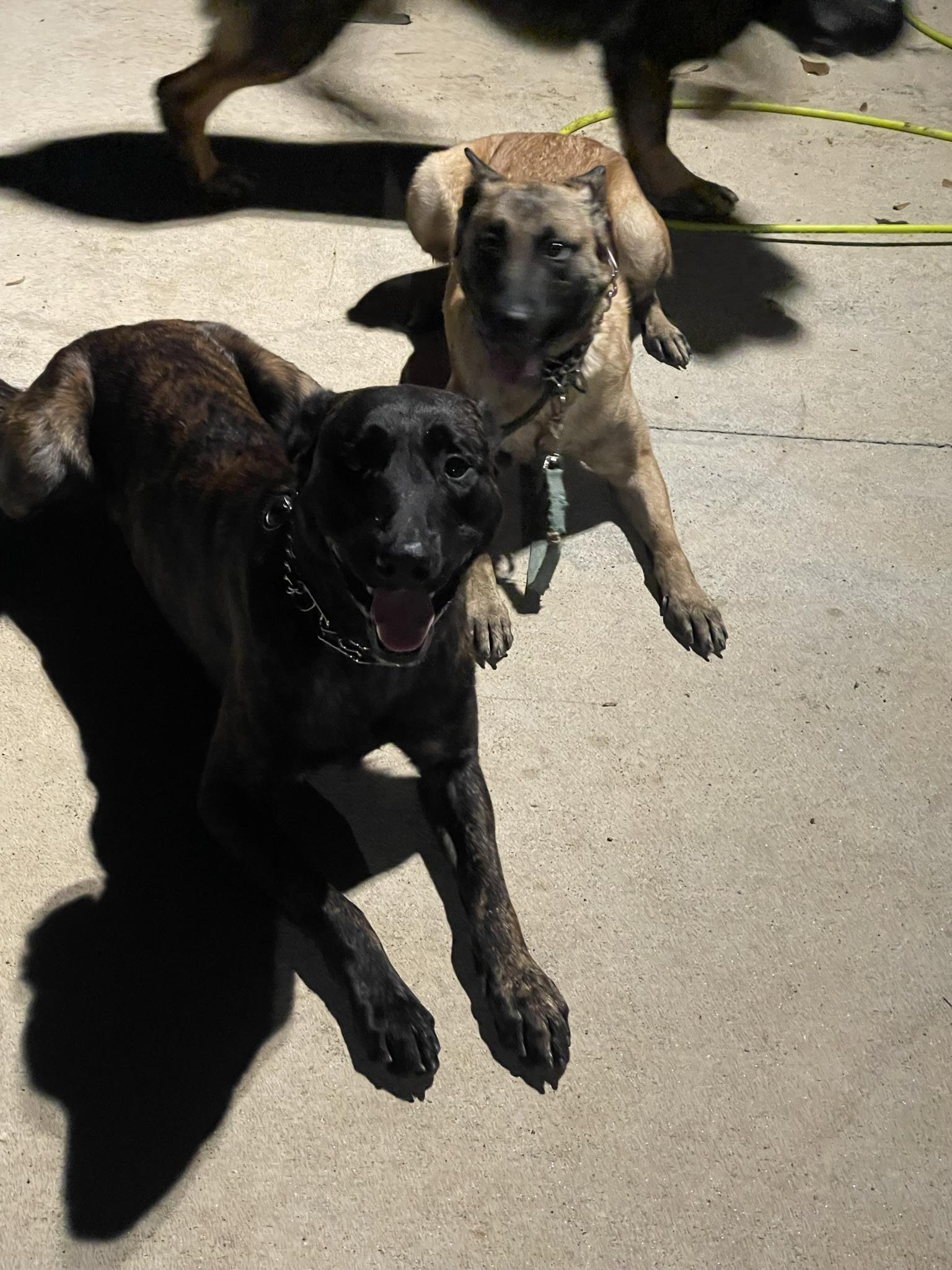 ColesPoliceDogs in Georgia | Dutch Shepherd puppies | Good Dog