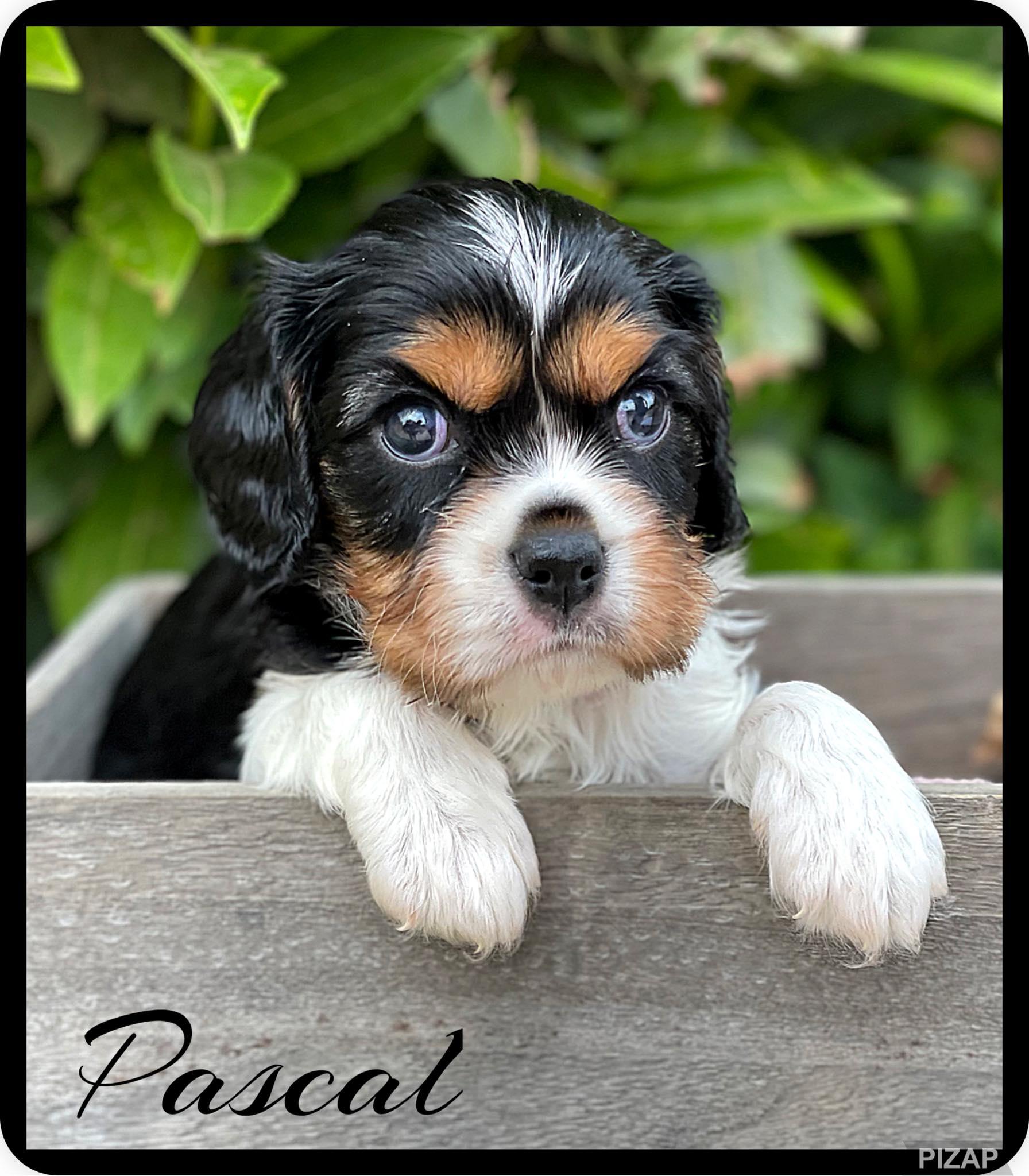 Enchanted Spaniels in Oklahoma | Cavalier King Charles Spaniel, Cavapoo ...