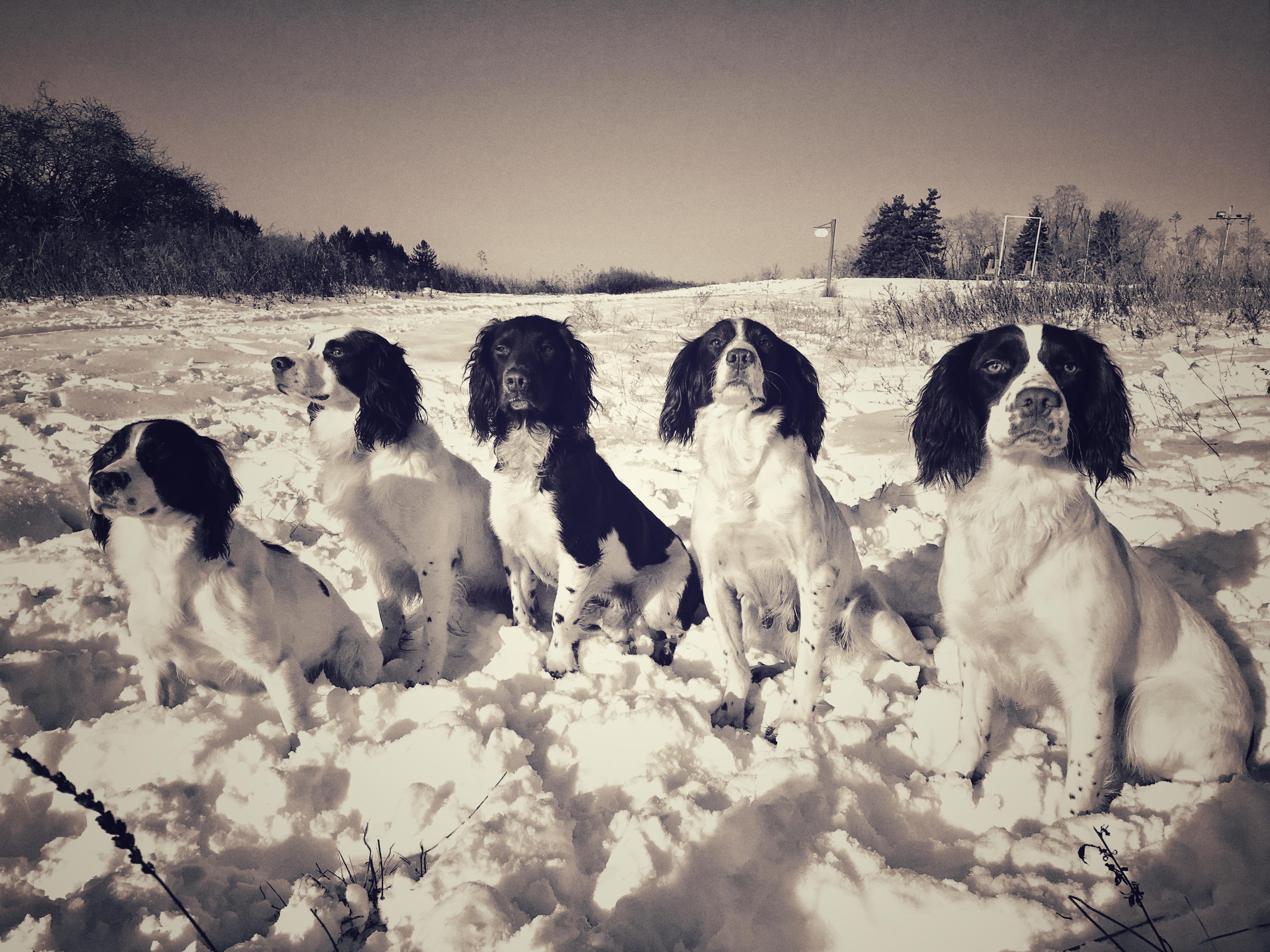Bean Sidhe Springers in New York | English Springer Spaniel puppies ...