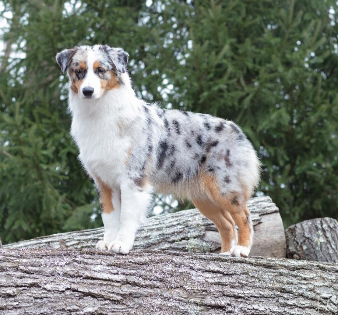 Lake Shore Australian Shepherds in Maryland | Australian Shepherd ...