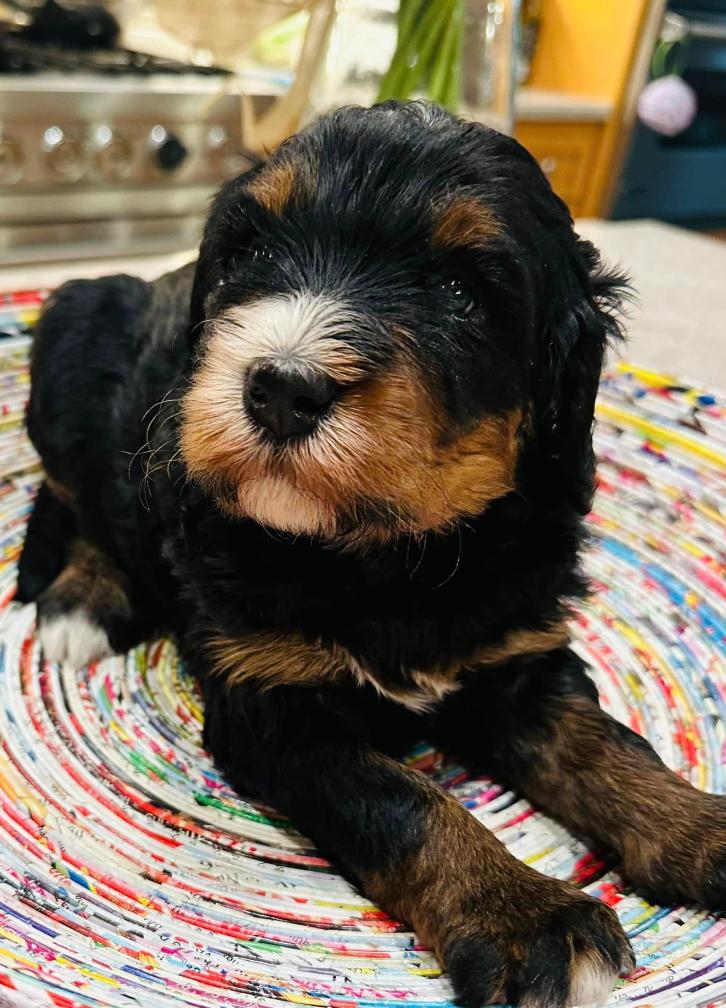 Shirl Doodle Life in Illinois | Bernedoodle puppies | Good Dog