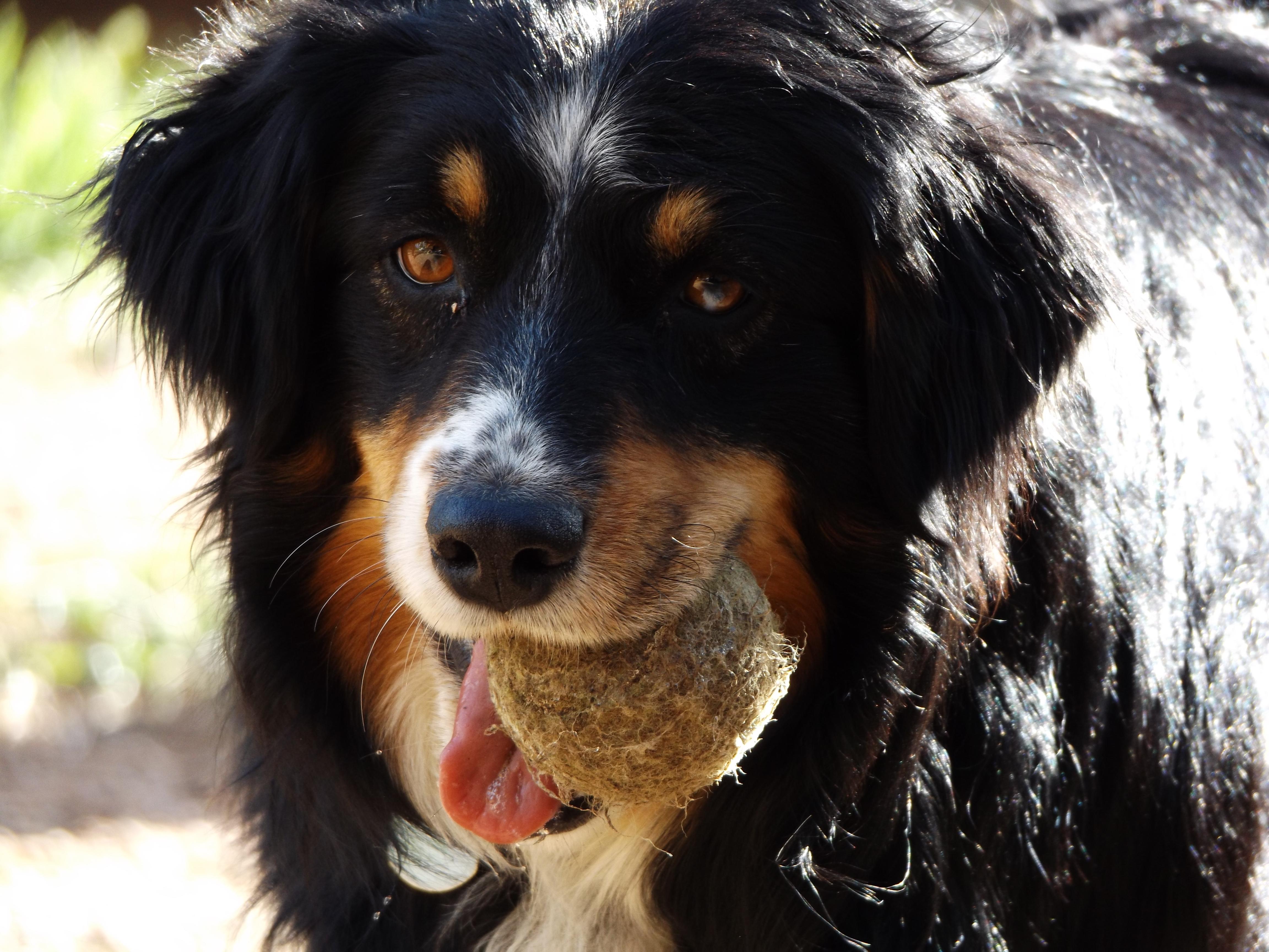 Silverheels Australian shepherds in Colorado | Australian Shepherd ...